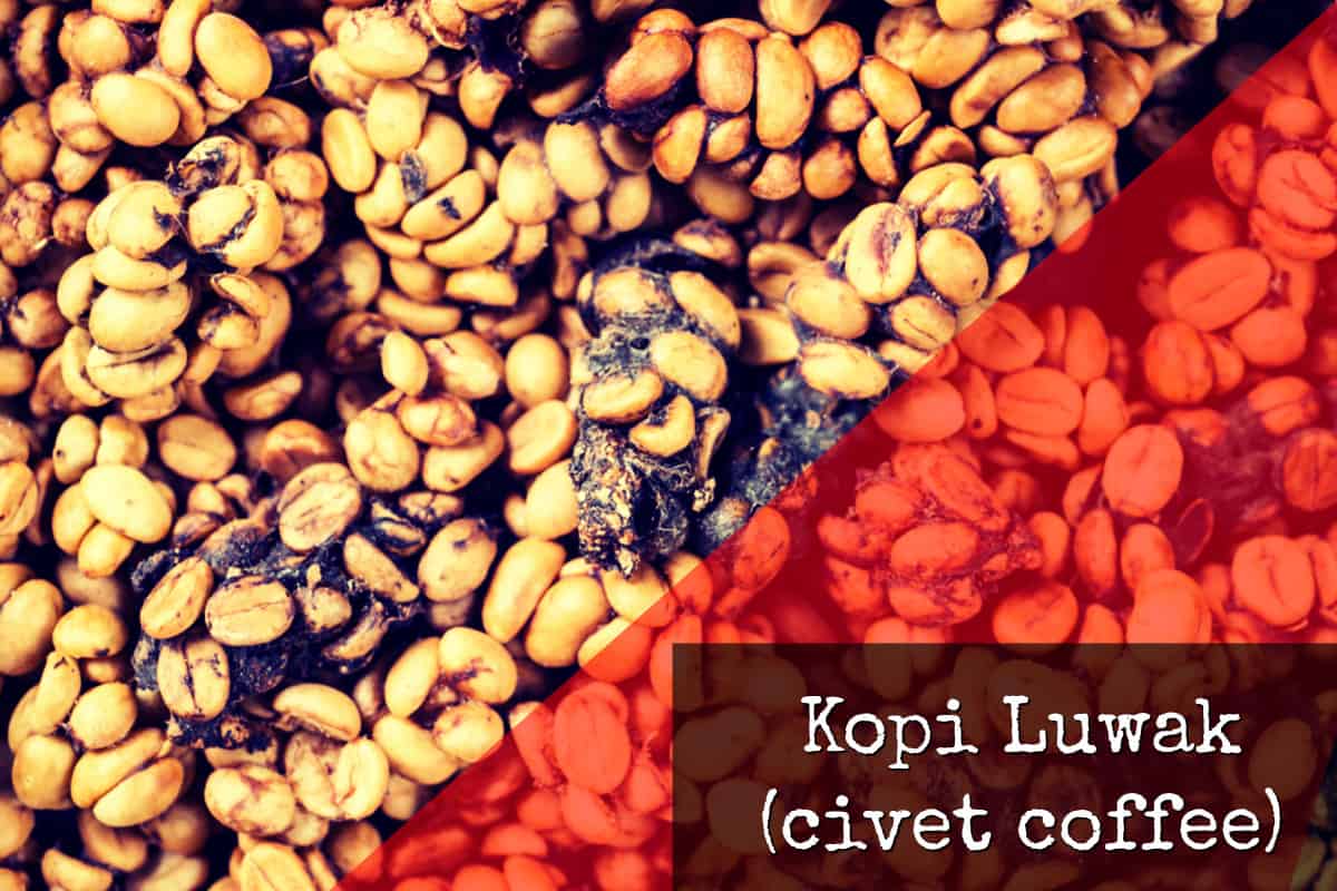 Cat Crap Coffee Upgrade: The Next Kopi Luwak, Civet Coffee Alternative
